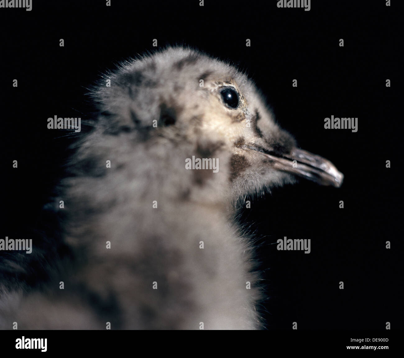 Bird profile hi-res stock photography and images - Alamy