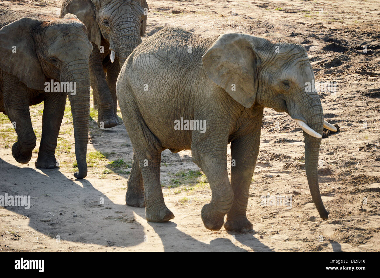 Group of African elephants in natural environment Stock Photo - Alamy
