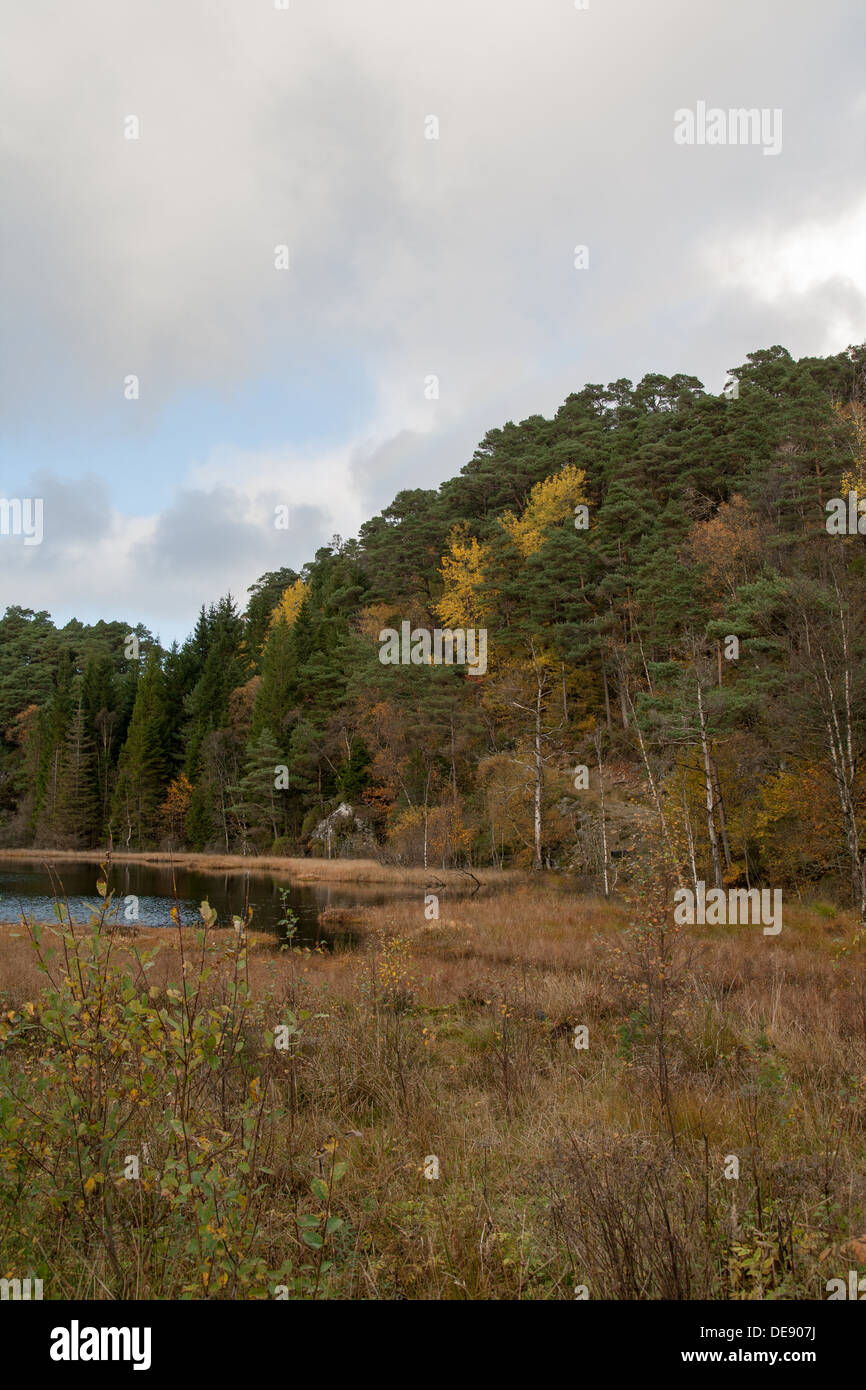 Norway flora mountain landscape hi-res stock photography and images - Alamy