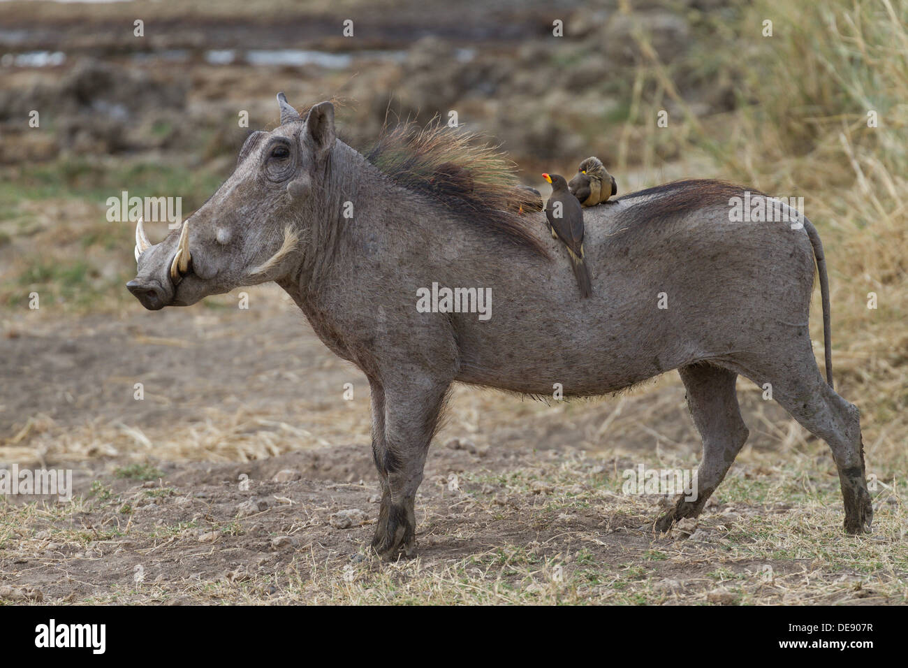 Warthog with yellow billed oxpeckers riding on its back Stock Photo - Alamy