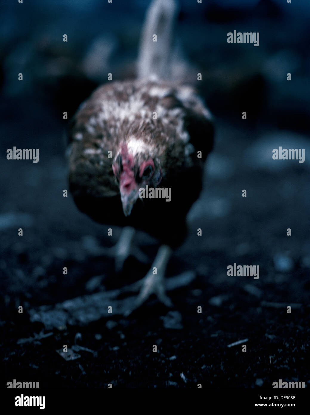 Chicken, Close Up Stock Photo - Alamy