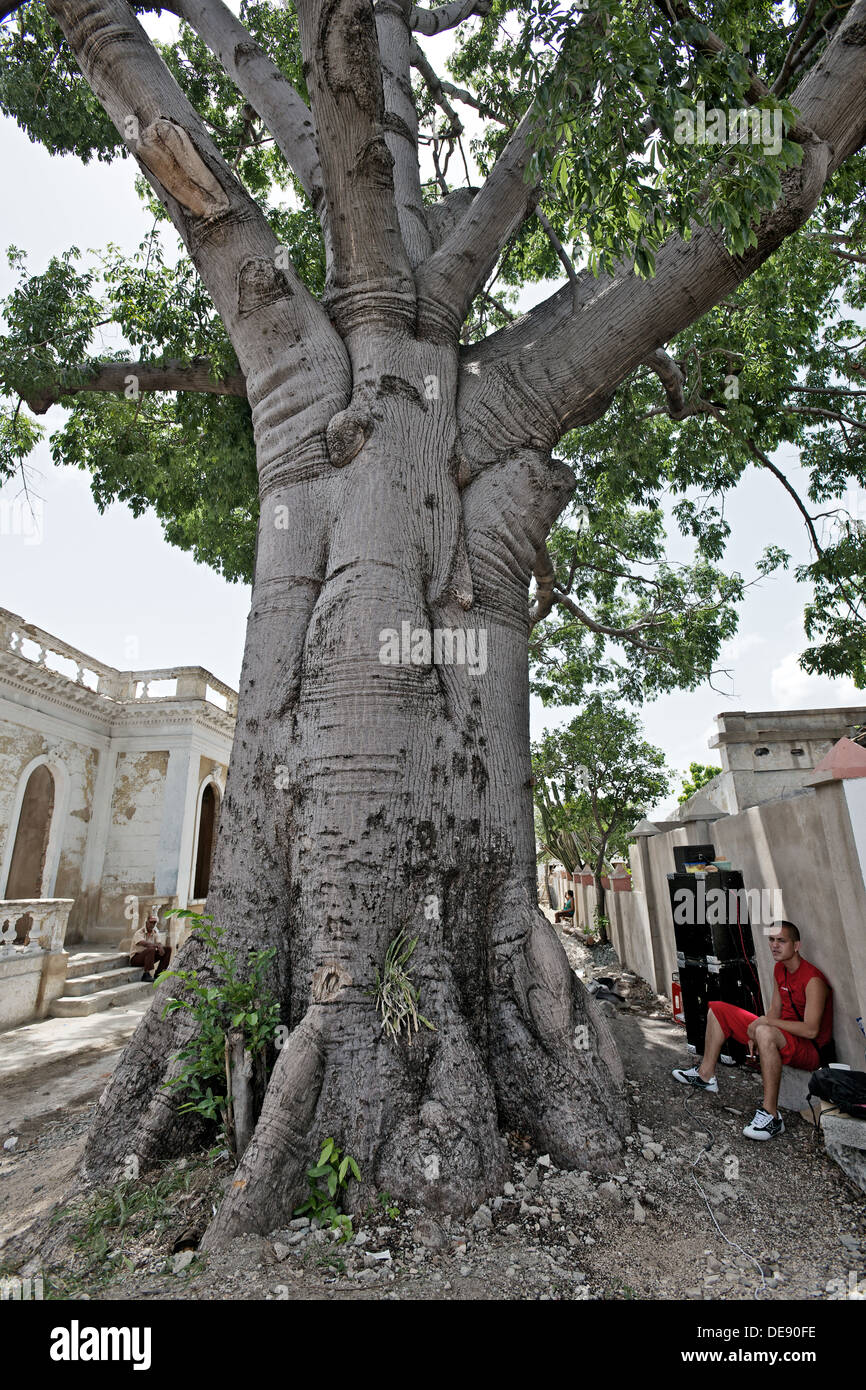 Santiago de Cuba, Cuba, a very old tree in the center of the city Stock ...