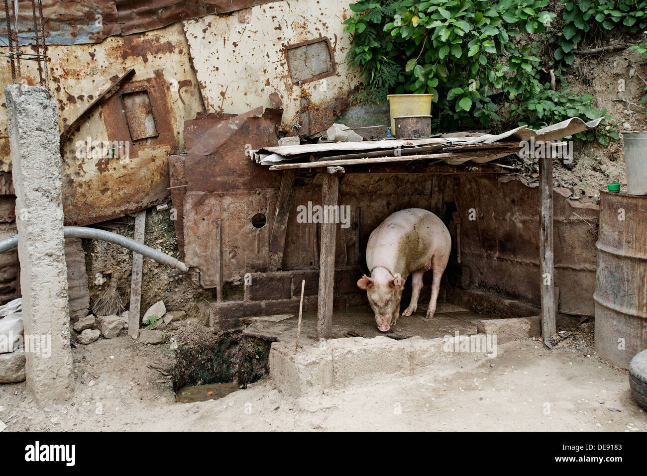 Santiago de Cuba, Cuba, pig in a backyard Stock Photo - Alamy