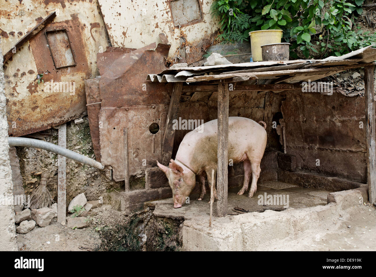 Cuba backyard hi-res stock photography and images - Alamy