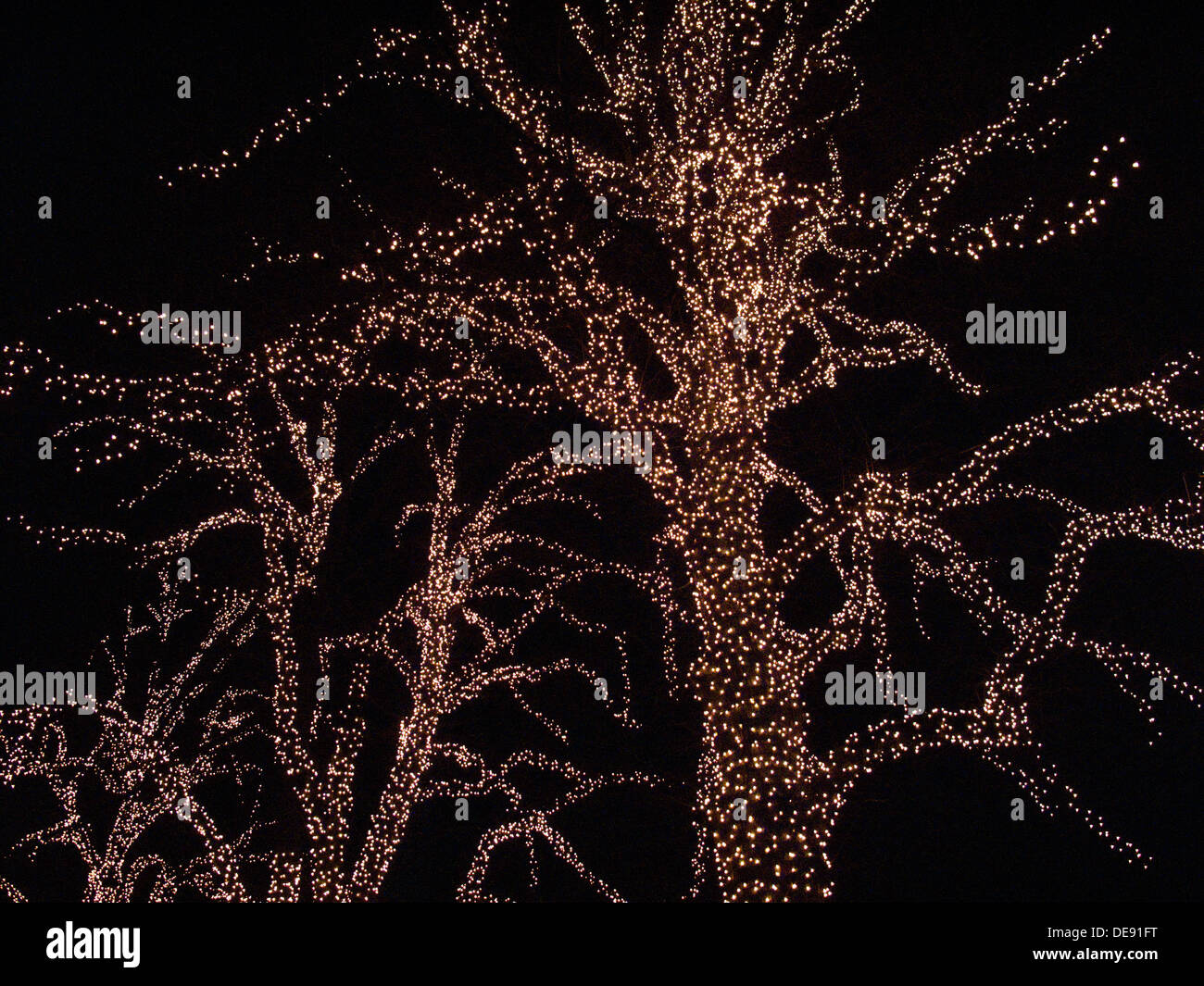 Tree lit holiday lights hi-res stock photography and images - Alamy