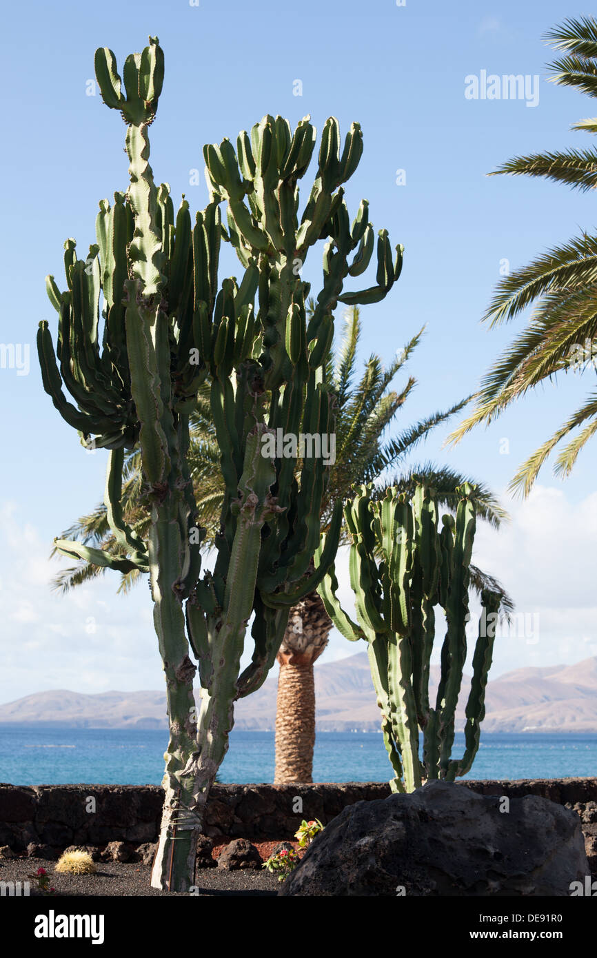 Arrecife de flora hi-res stock photography and images - Alamy
