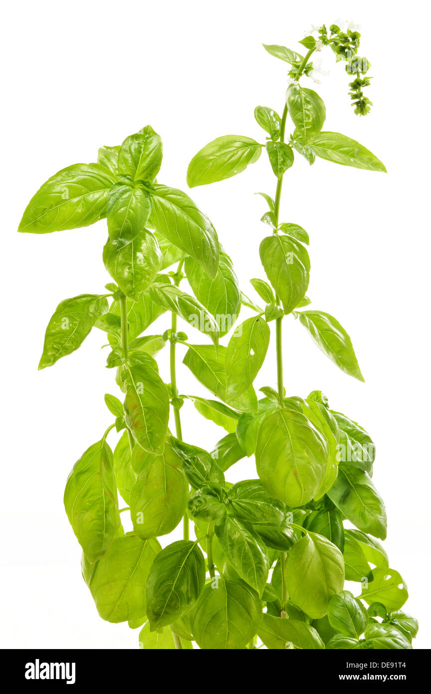 Composition with fresh basil Stock Photo - Alamy