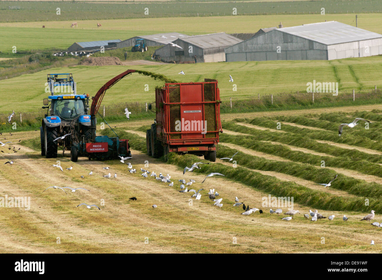 Forage harvesting with two Ford New Holland tractors, trailer and Reco ...