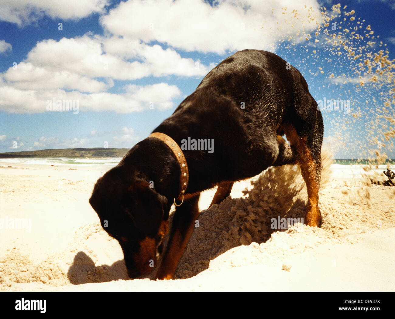 Rottweiler Digging Hole in Sand at Beach Stock Photo - Alamy