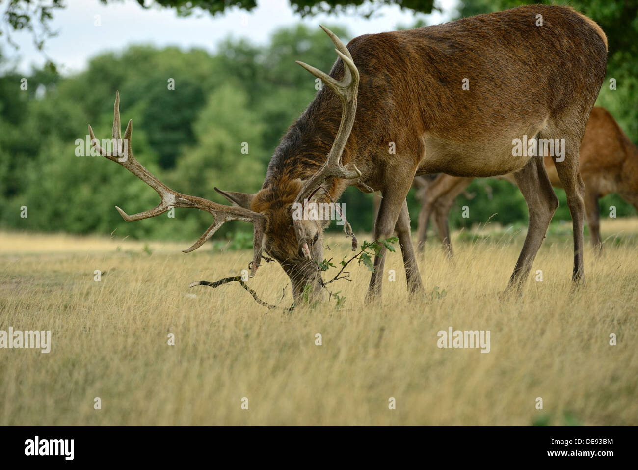 Grass feeding hi-res stock photography and images - Alamy