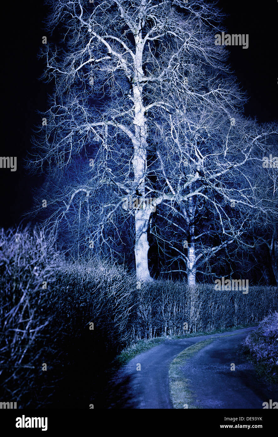 Two Illuminated Trees and Hedgerow Along Driveway at Night Stock Photo ...