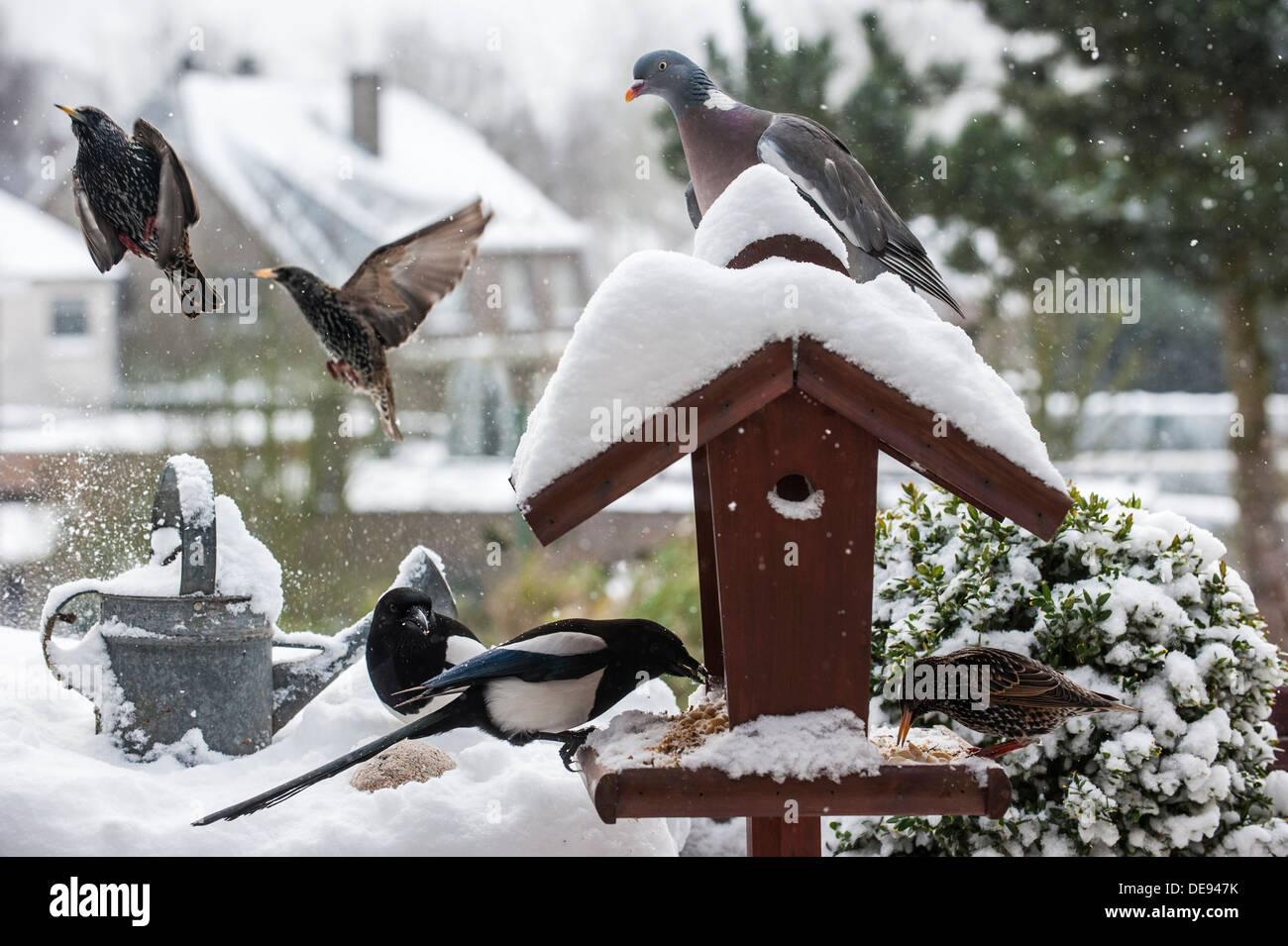 Magpies in the garden hi-res stock photography and images - Alamy