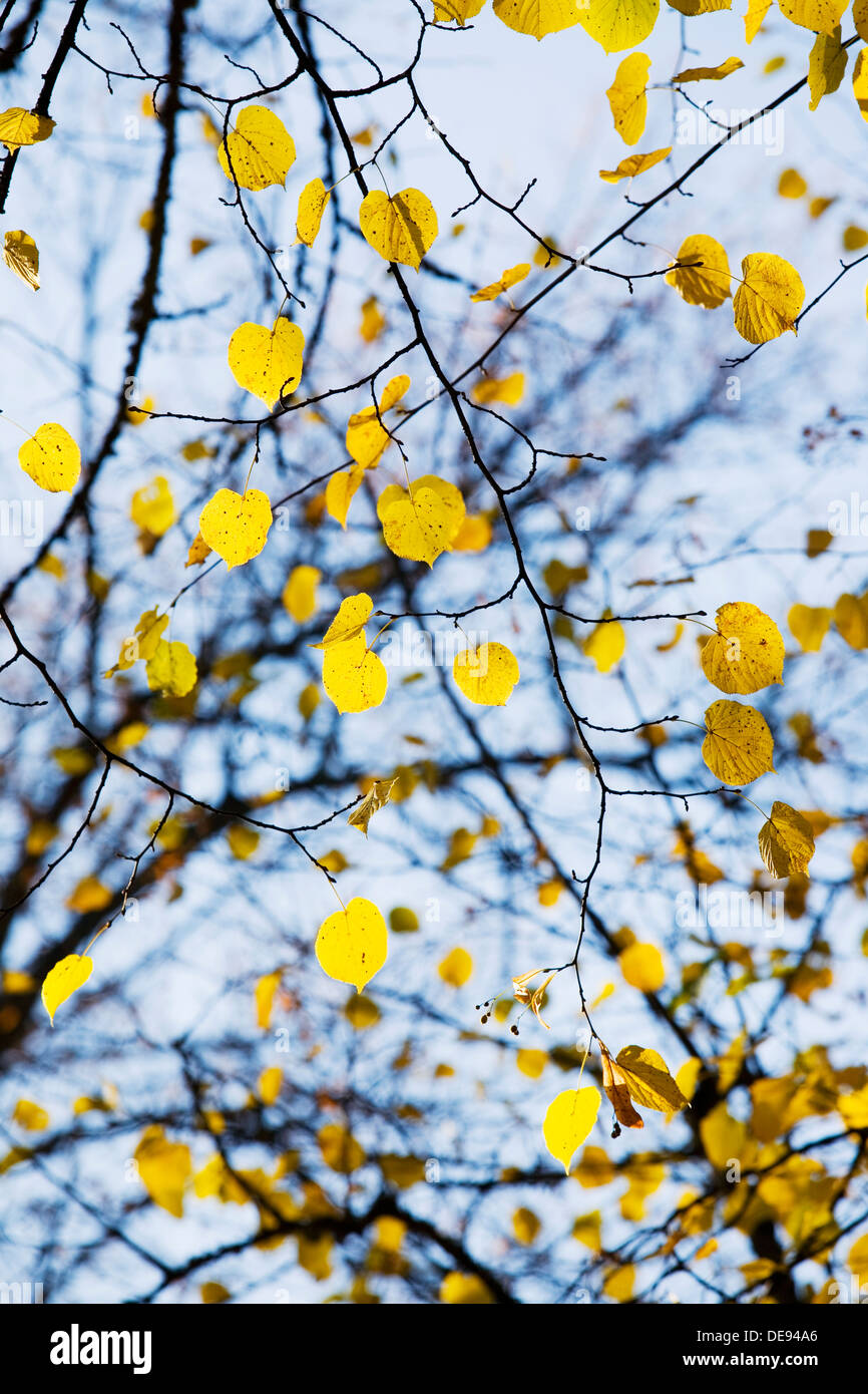 Tree low angle hi-res stock photography and images - Alamy