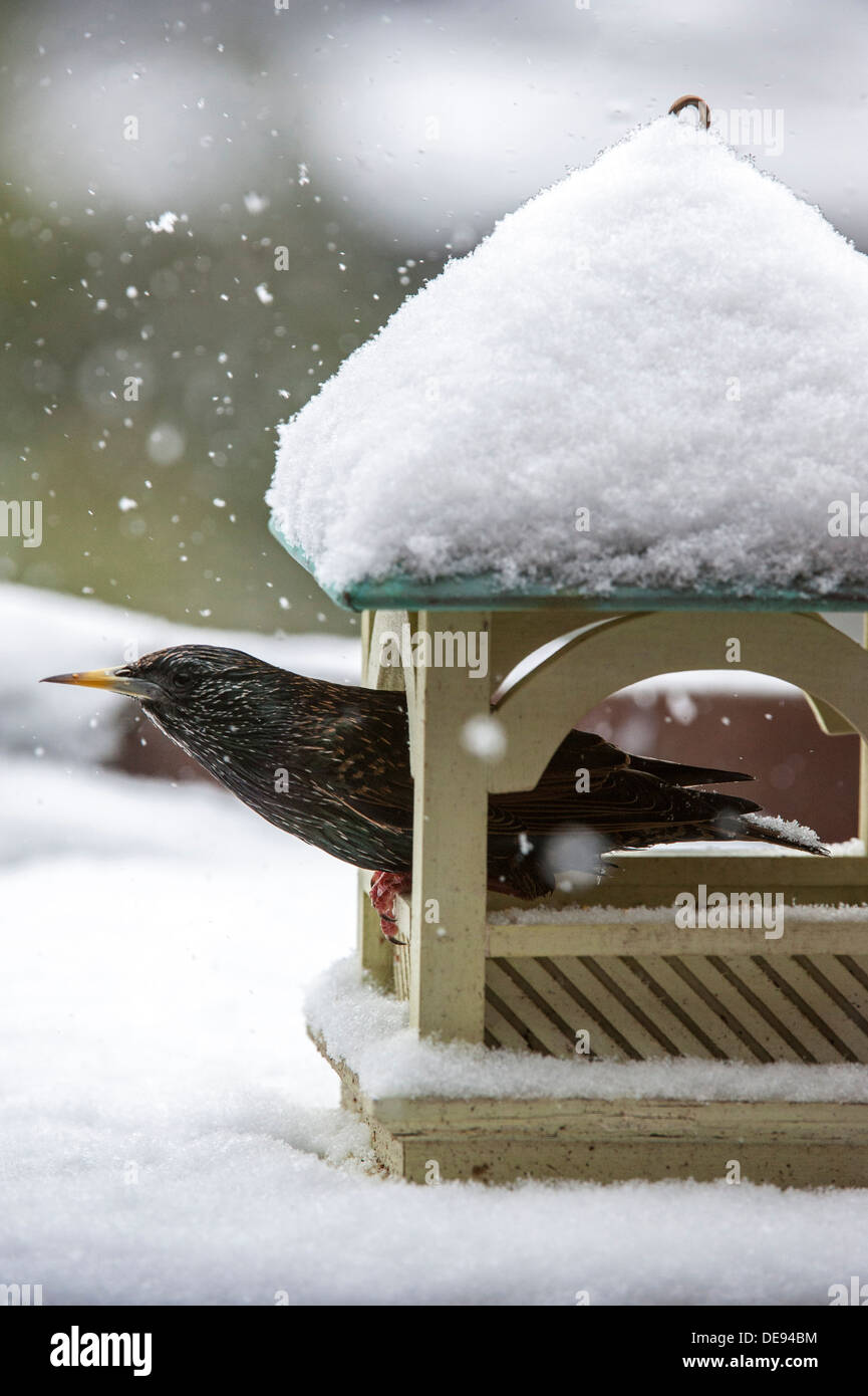 Common Starling / European Starling (Sturnus vulgaris) at bird feeder ...