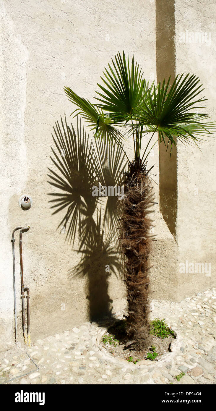 Small Palm Tree Against Wall Stock Photo - Alamy