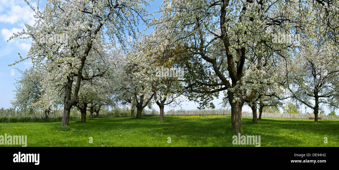 Cherry tree orchard hi-res stock photography and images - Alamy