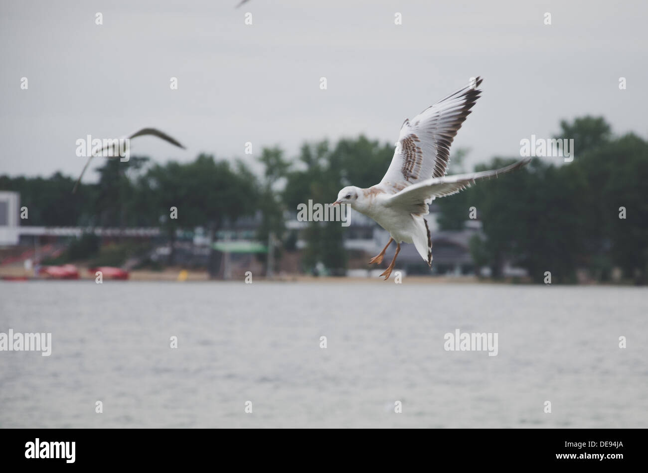Bad seagull hi-res stock photography and images - Alamy