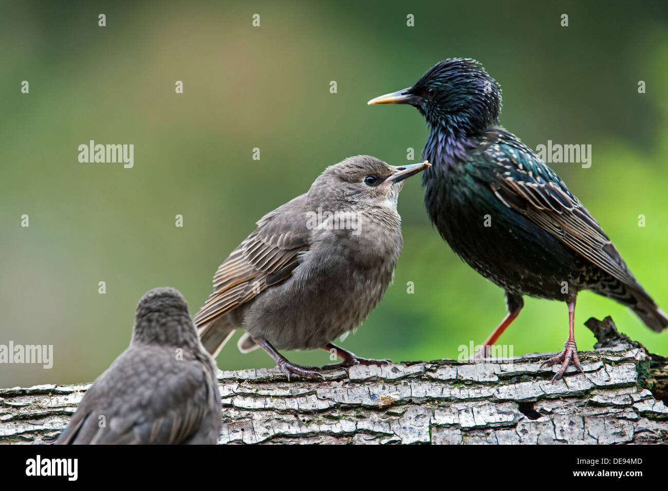 Fledgling starling hi-res stock photography and images - Alamy