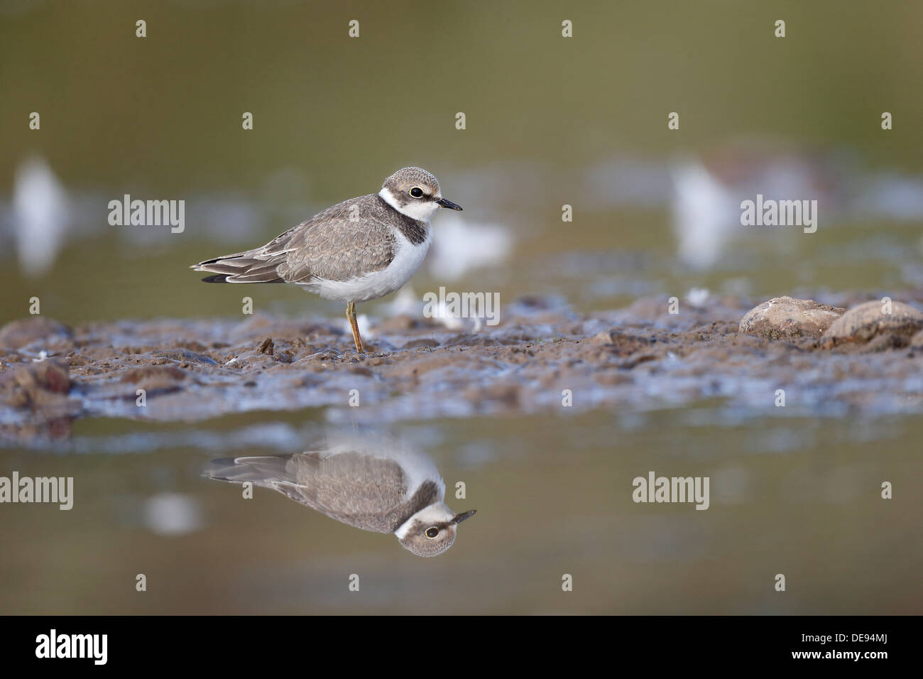 Juvenile ringed plover hi-res stock photography and images - Alamy