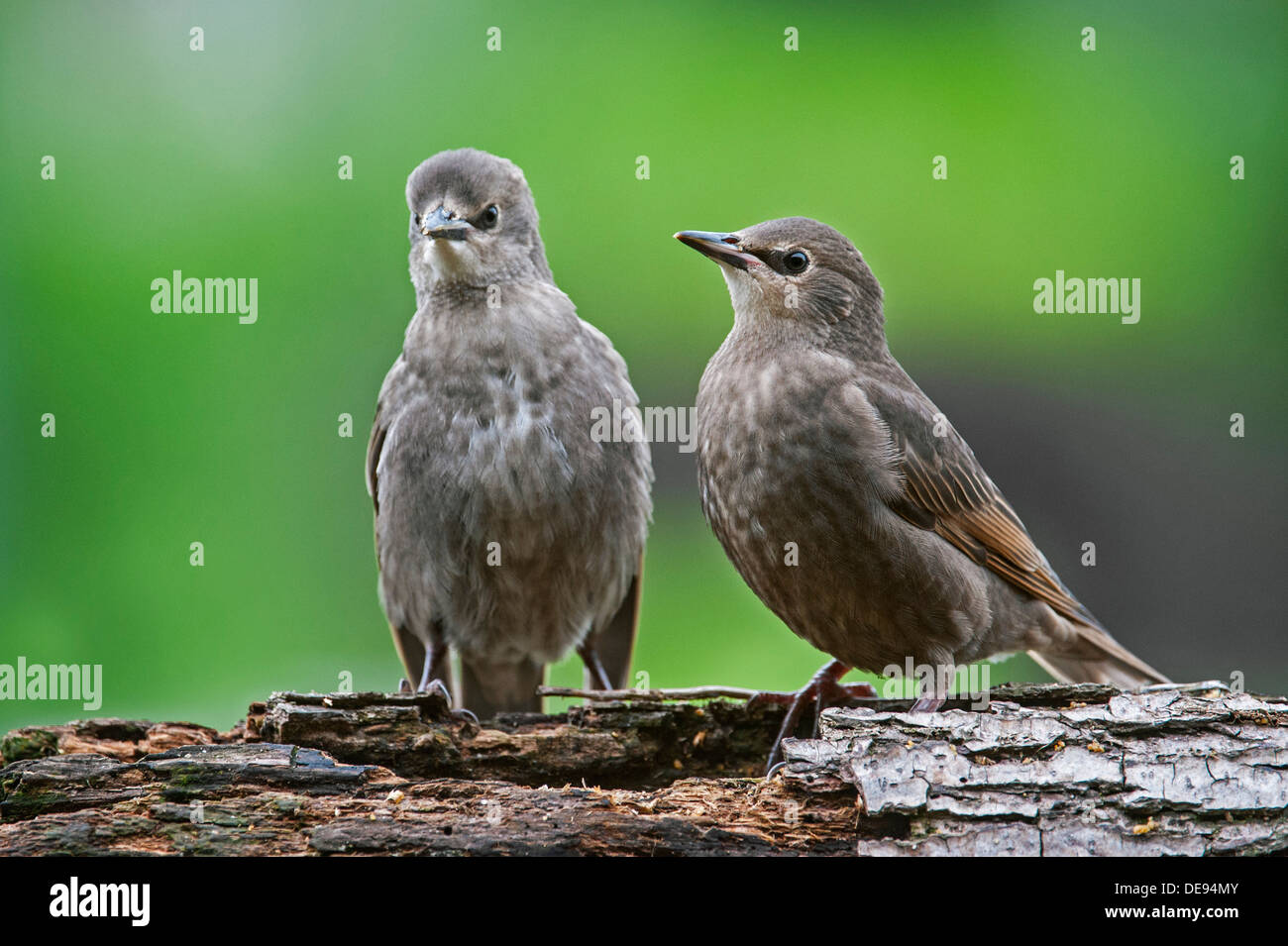 Starling baby hi-res stock photography and images - Alamy