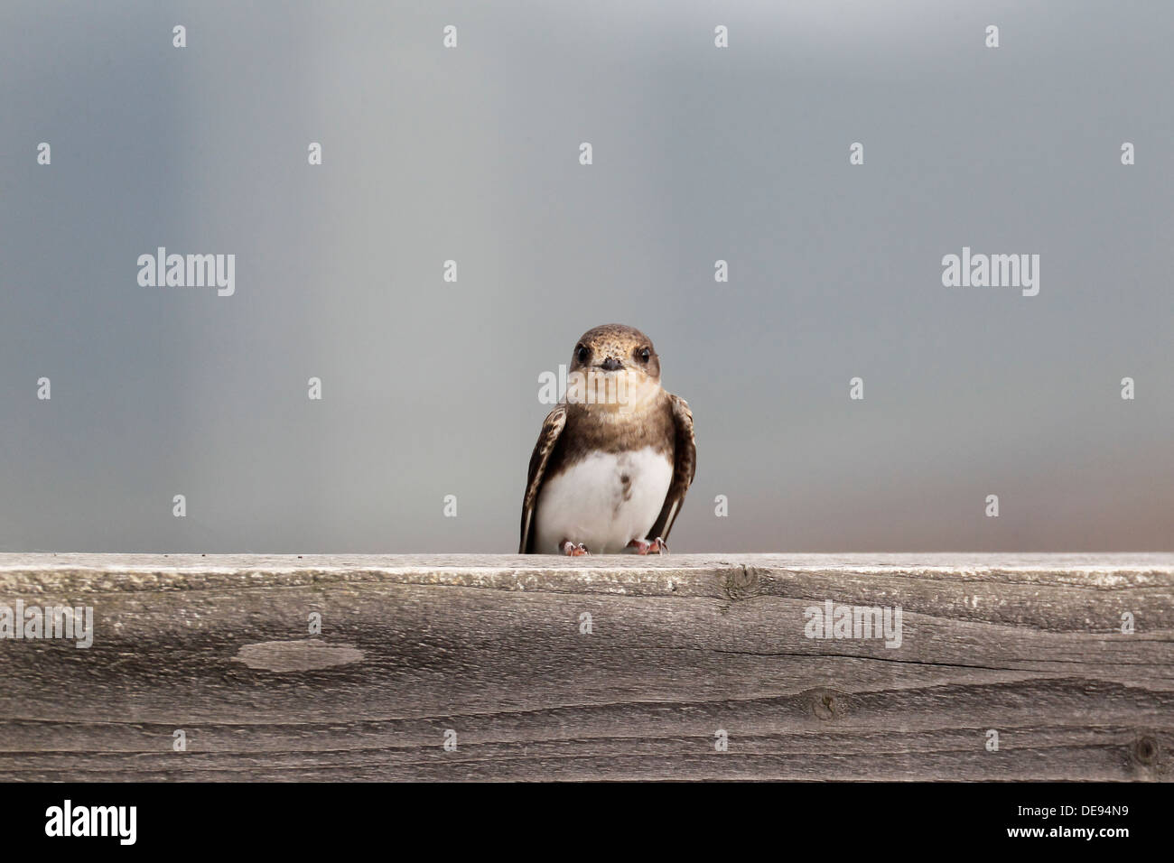 Sand martin, Riparia riparia, single bird on fence, Warwickshire ...