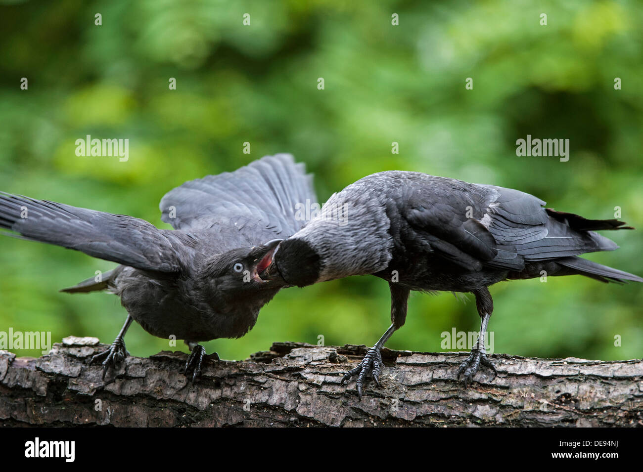 Western Jackdaw / European Jackdaws (Corvus monedula / Coloeus monedula ...
