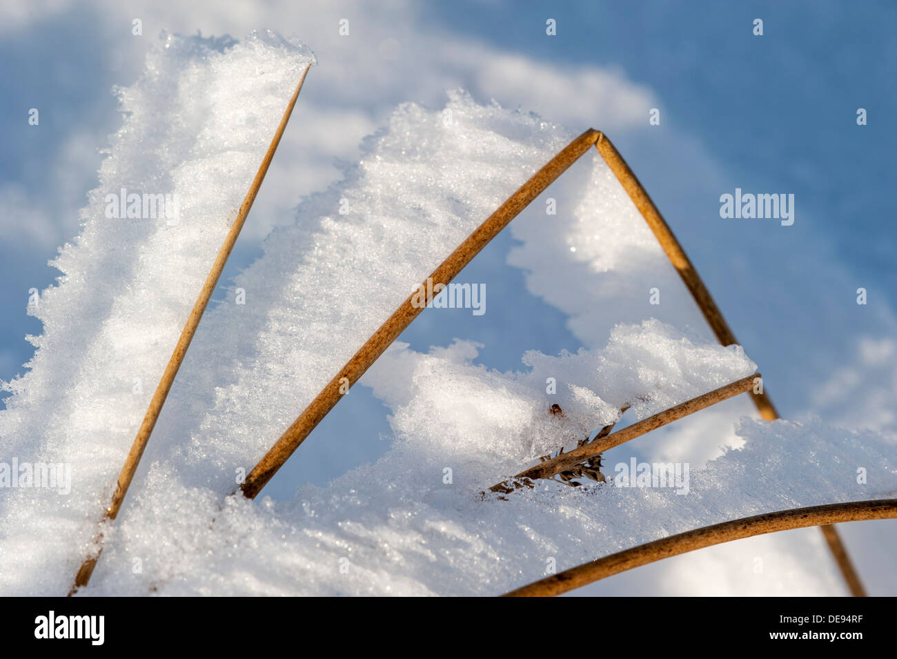 White hoar frost / hoarfrost forming on grass stems pointing in same ...
