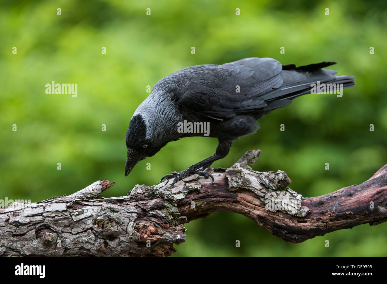 Western Jackdaw / European Jackdaw (Corvus monedula / Coloeus monedula ...