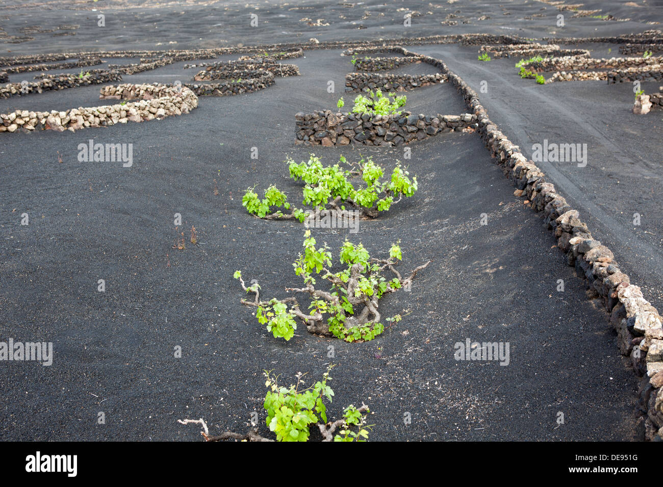 Flora of Lanzarote Stock Photo - Alamy
