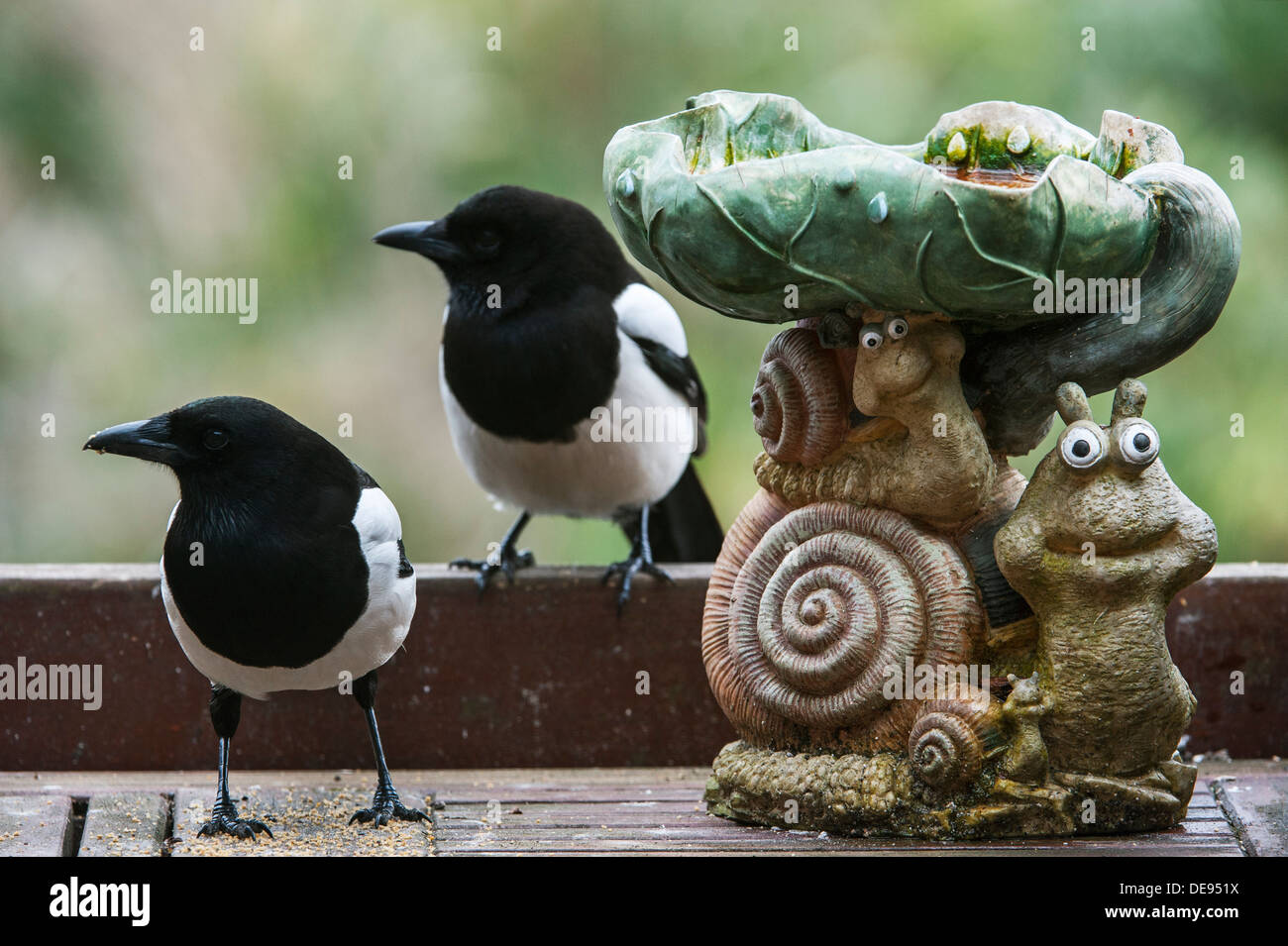 Bird bath and Eurasian Magpie / European Magpies / Common Magpie (Pica ...
