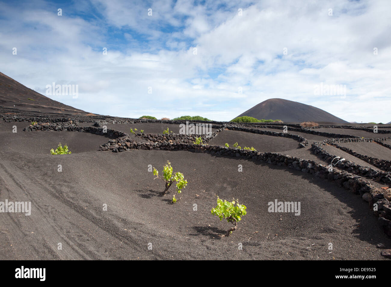 Arrecife de flora hi-res stock photography and images - Alamy