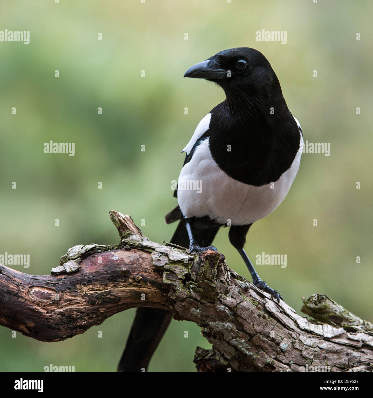 Magpie uk hi-res stock photography and images - Alamy