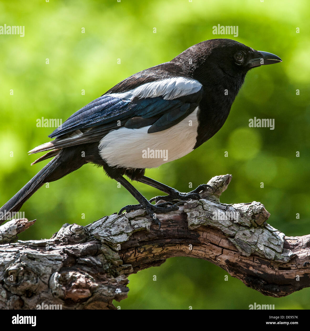 Eurasian Magpie / European Magpie / Common Magpie (Pica pica) perched ...