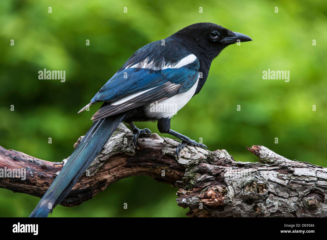 Eurasian Magpie / European Magpie / Common Magpie (Pica pica) perched ...