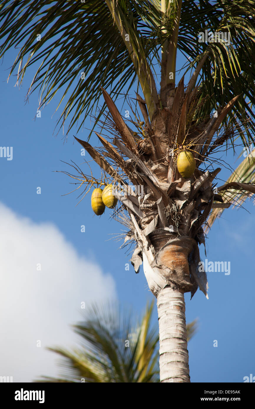 Flora of Lanzarote Stock Photo - Alamy