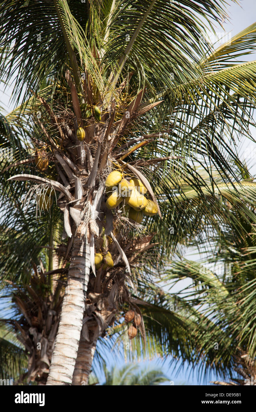 Arrecife de flora hi-res stock photography and images - Alamy