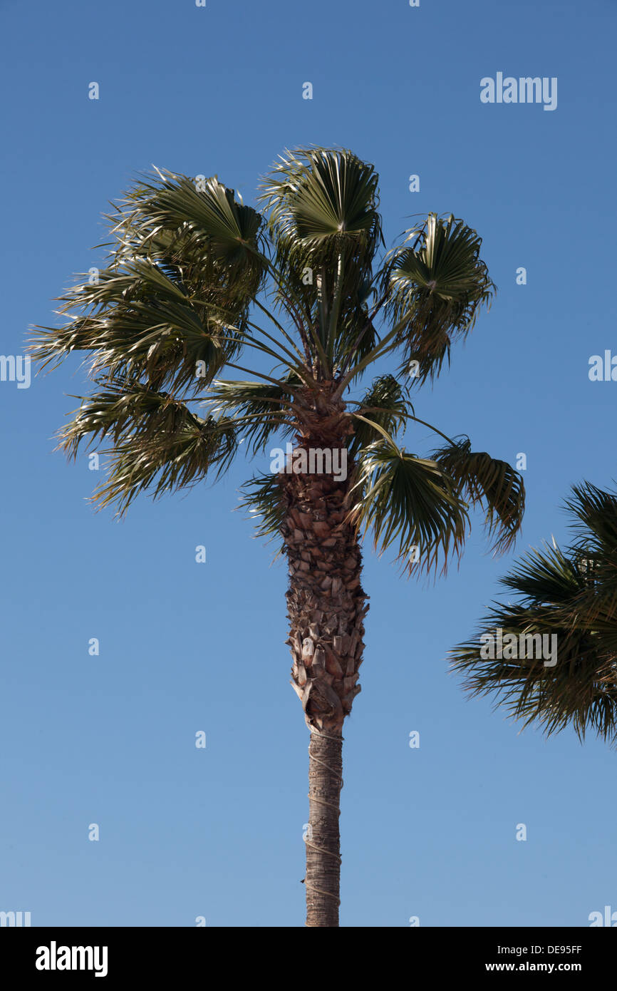 Arrecife de flora hi-res stock photography and images - Alamy