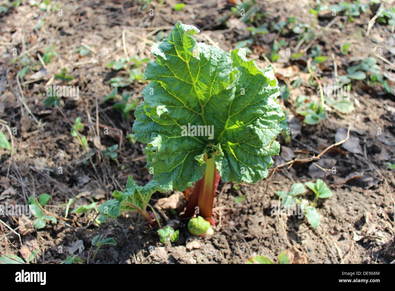 Young sprout of a rhubarb progrown from the ground in the spring Stock ...