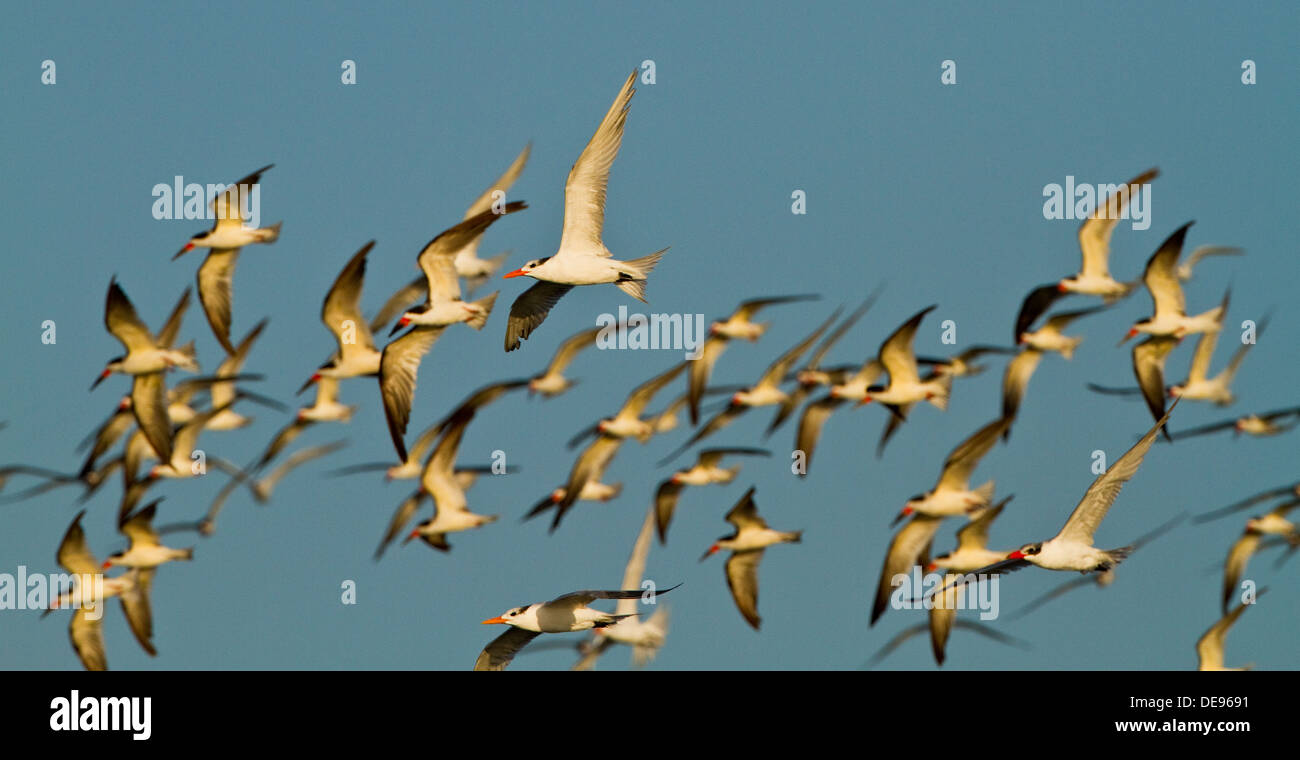 Flying shorebirds hi-res stock photography and images - Alamy