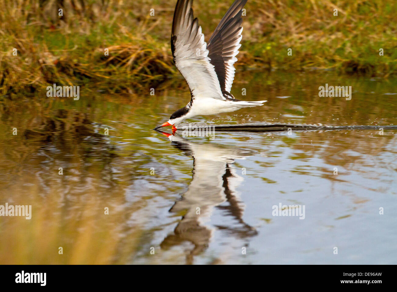 Flight of shorebirds hi-res stock photography and images - Alamy
