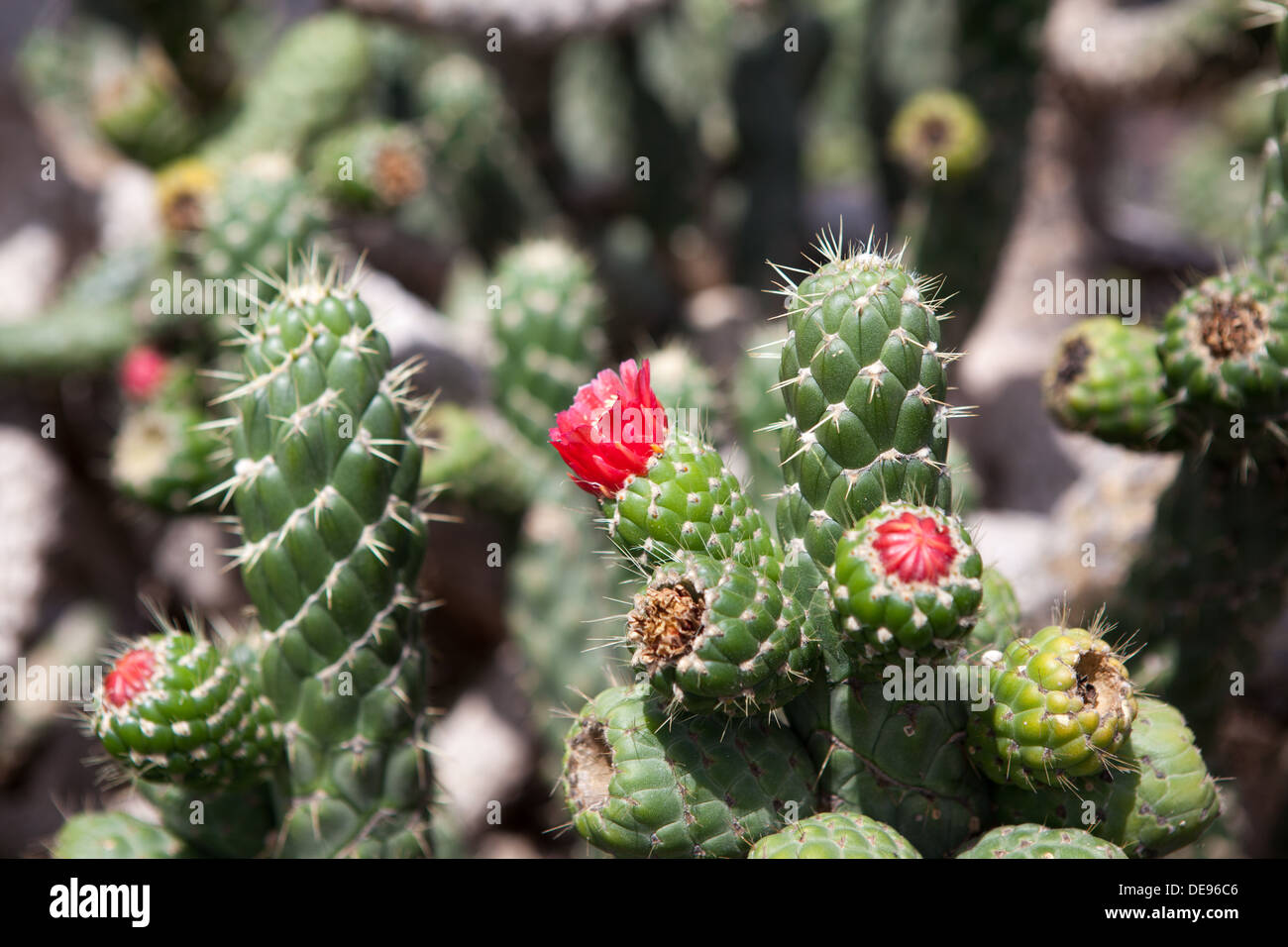 Flora de la costa hi-res stock photography and images - Alamy