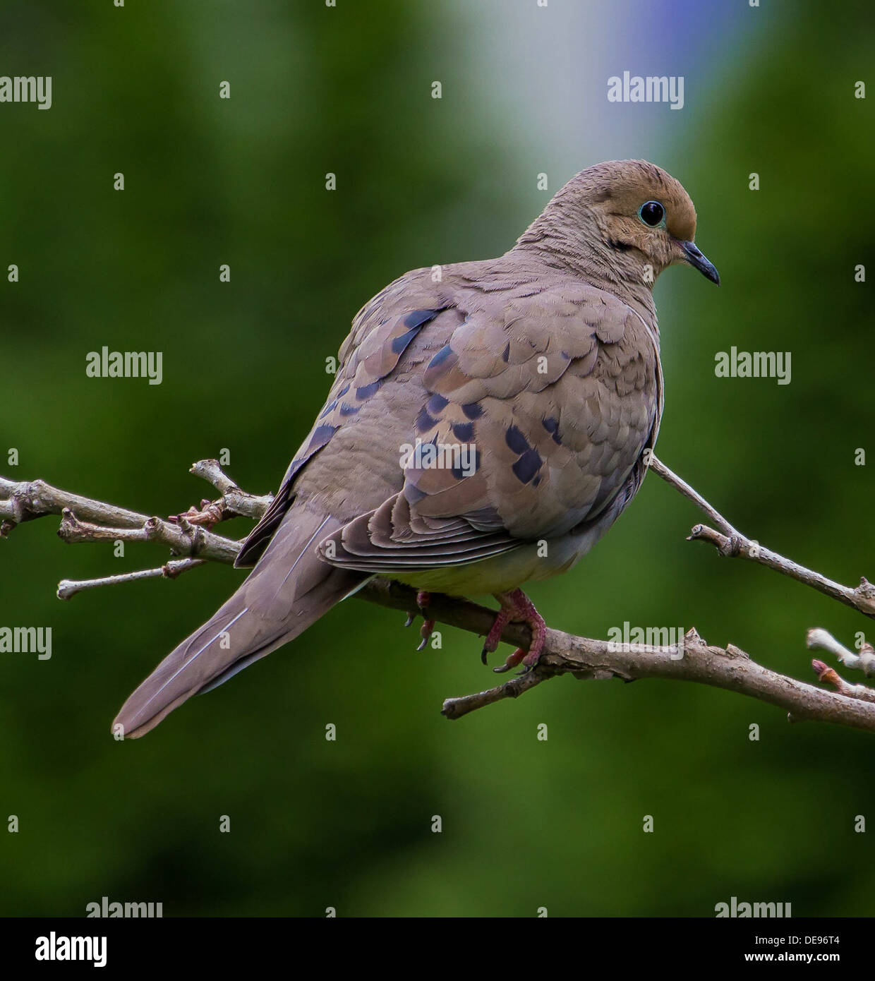 Mourning dove bird hi-res stock photography and images - Alamy