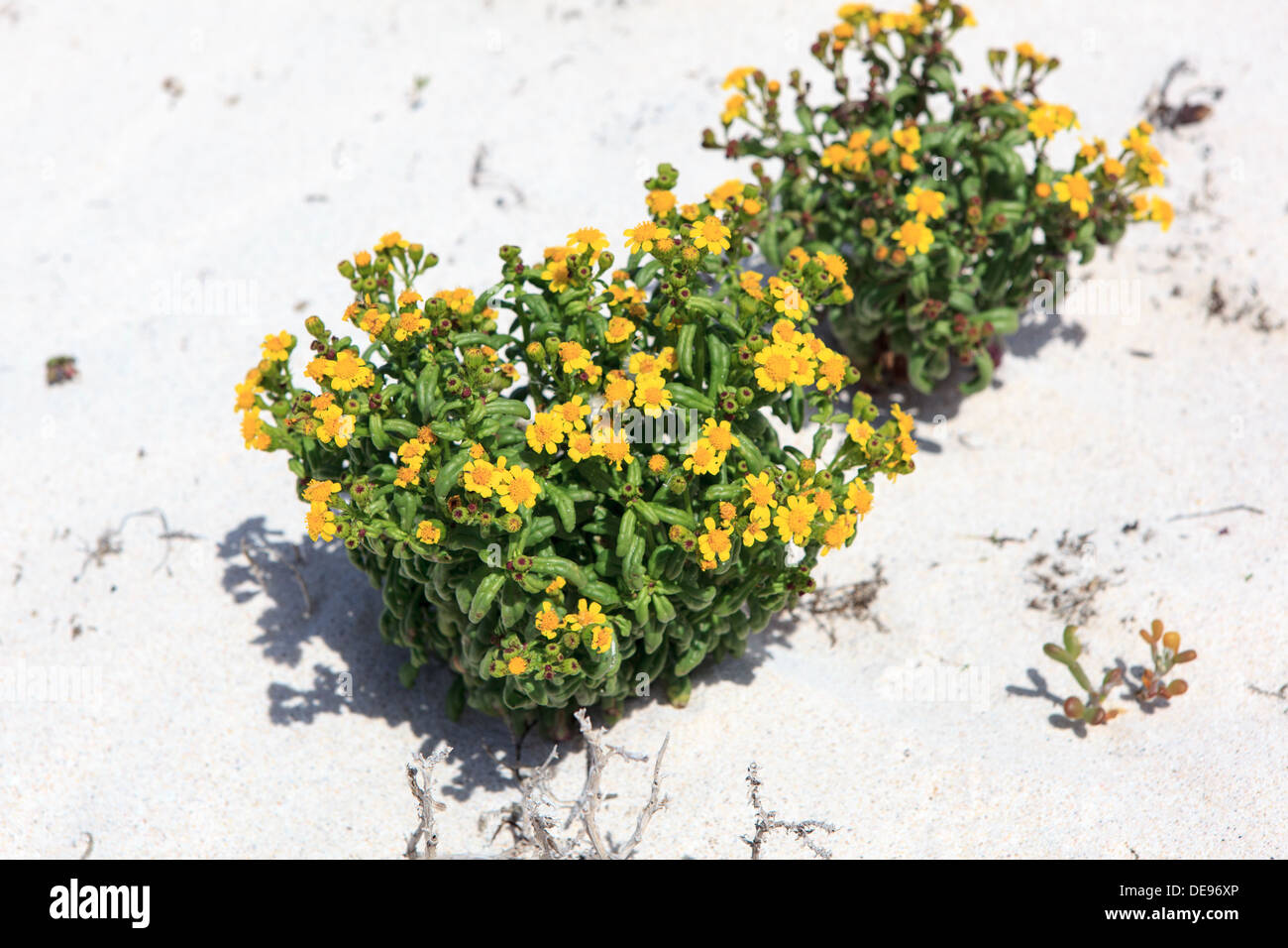 Lanzarote flora hi-res stock photography and images - Alamy