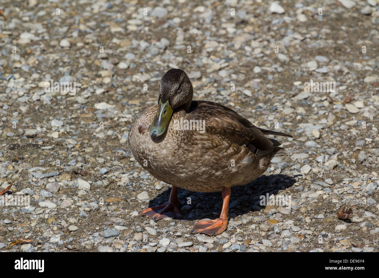 Mallard ‘eclipse’ plumage hi-res stock photography and images - Alamy