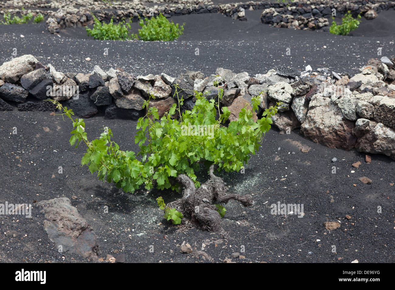Flora of Lanzarote Stock Photo - Alamy