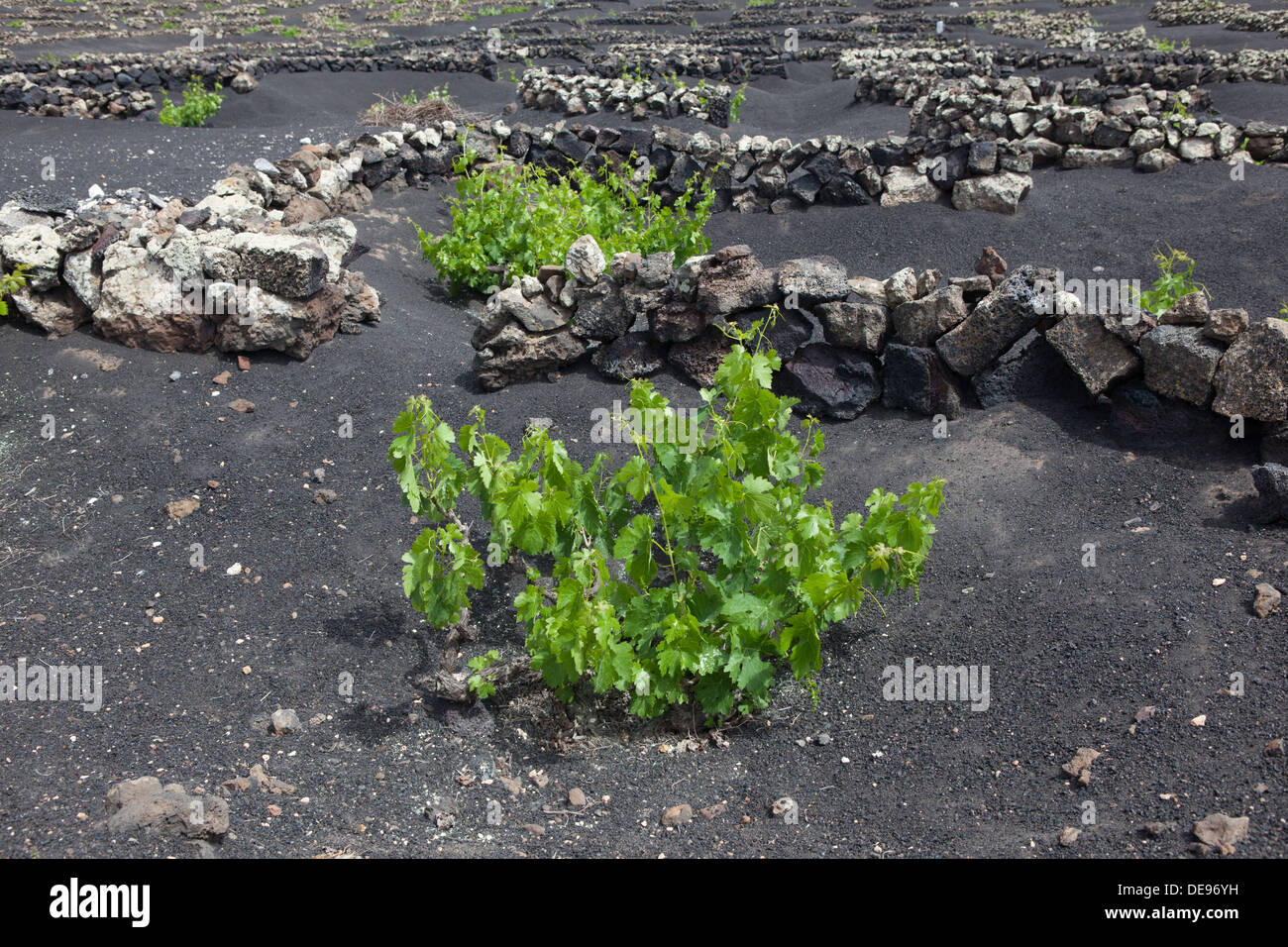 Flora of Lanzarote Stock Photo - Alamy