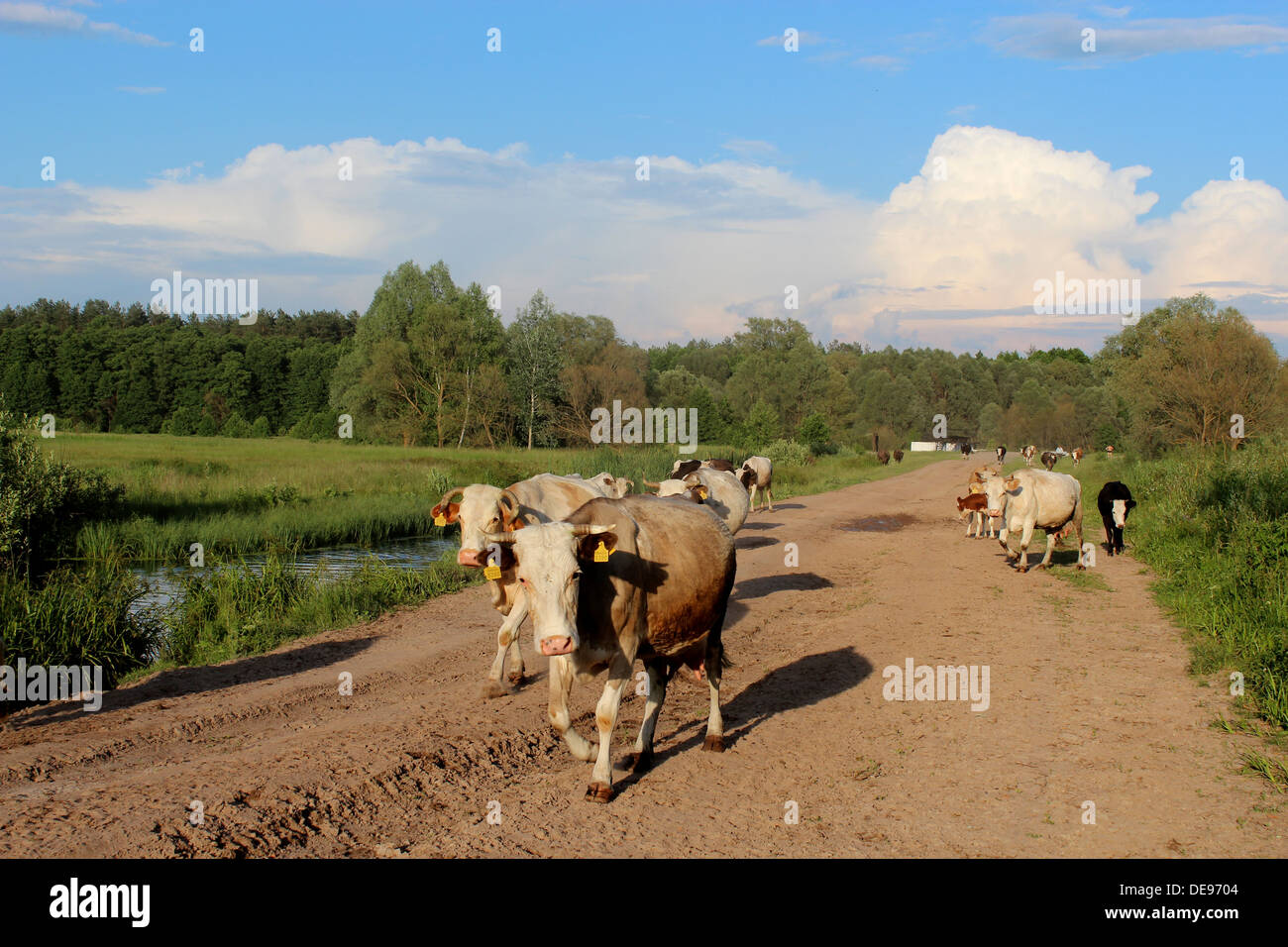 image of cows coming back from pasture Stock Photo - Alamy