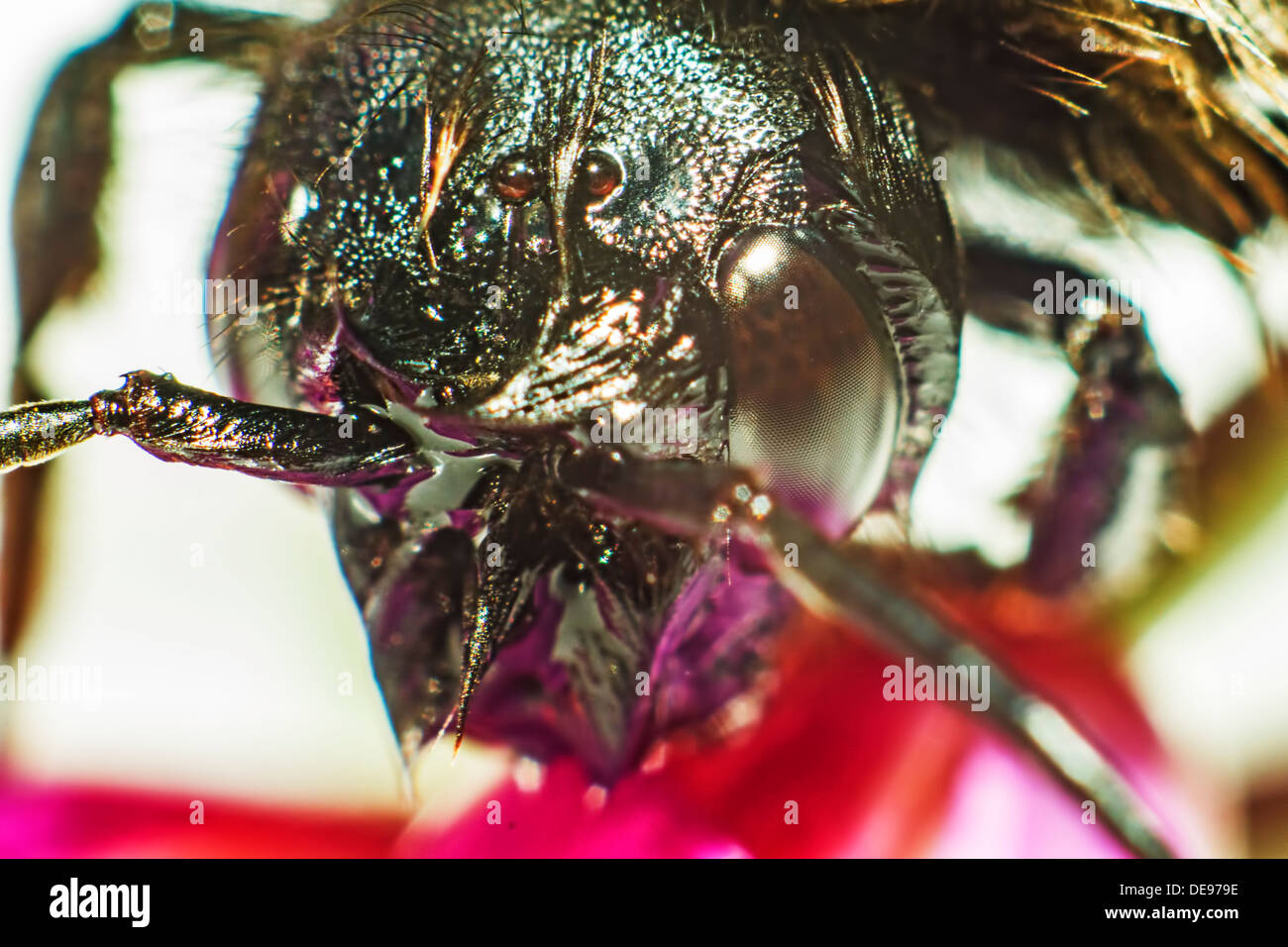Portrait of a wasp Stock Photo - Alamy