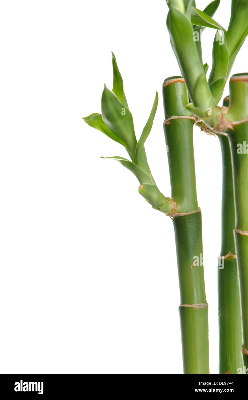 Bamboo shoot chinese hi-res stock photography and images - Alamy