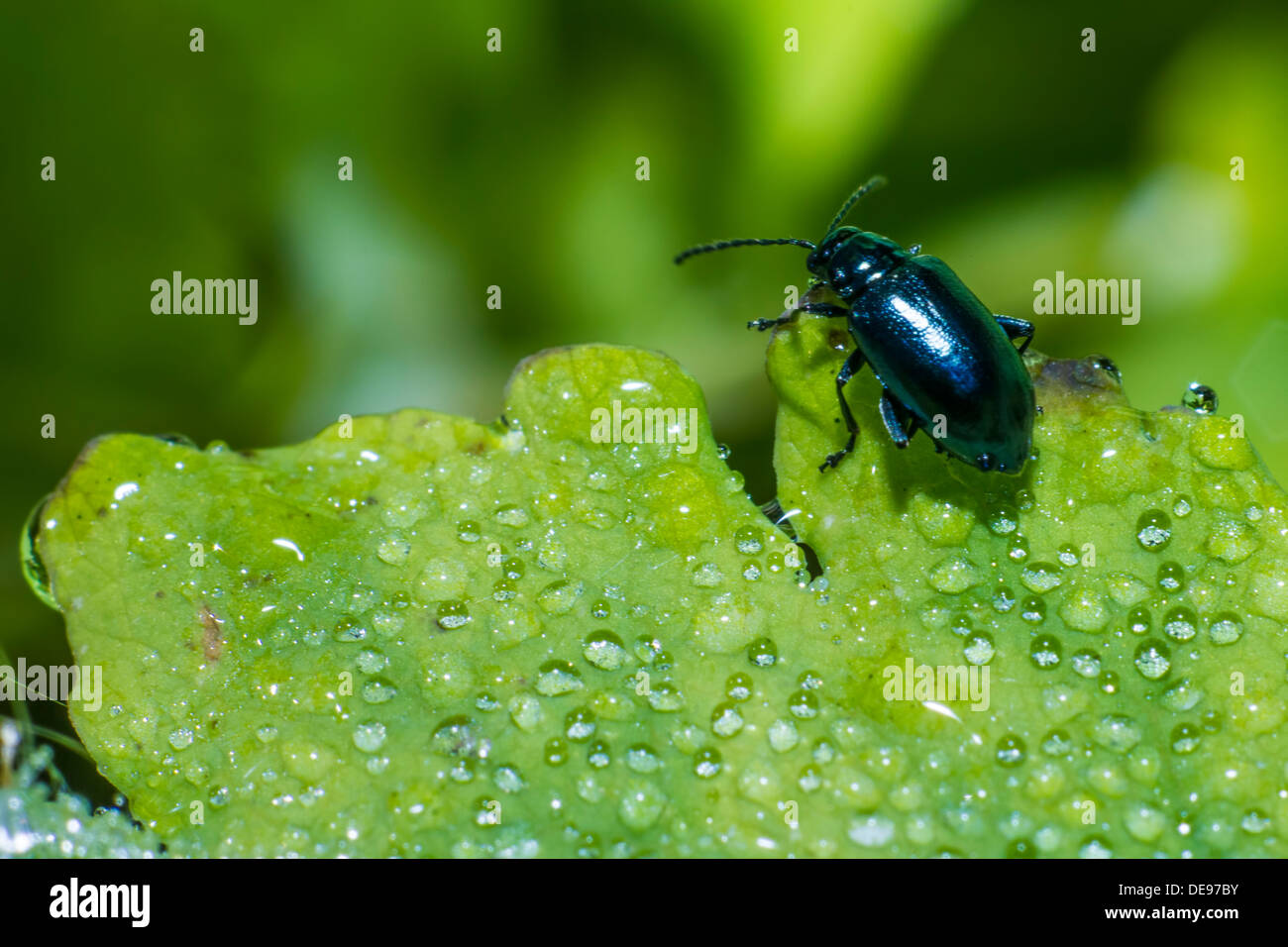 Portrait of a bug Stock Photo - Alamy